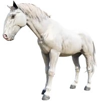 Kladruber | Red Dead Wiki | Fandom