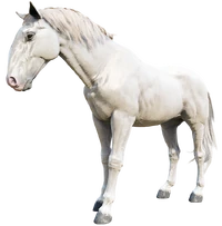 Kladruber | Red Dead Wiki | Fandom