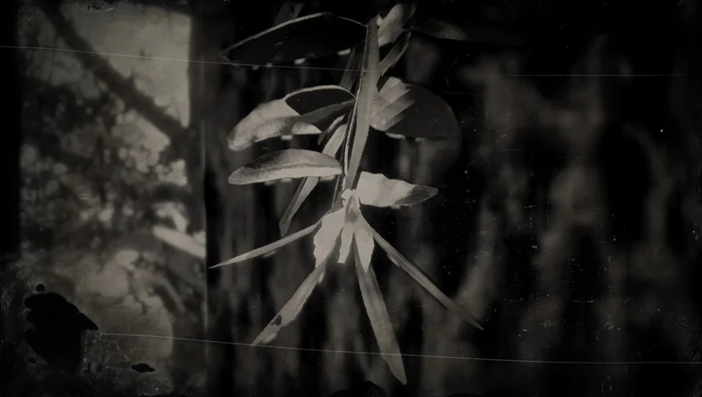 Night Scented Orchid | Red Dead Wiki | Fandom