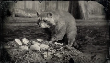 Raccoon (RDR 2) | Red Dead Wiki | Fandom