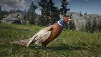 Pheasant | Red Dead Wiki | Fandom