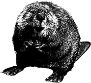 Beaver | Red Dead Wiki | Fandom