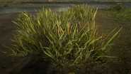 Common Bulrush | Red Dead Wiki | Fandom