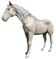 American Paint | Red Dead Wiki | Fandom