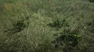 Oregano | Red Dead Wiki | Fandom