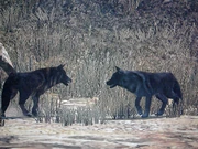 Wolf | Red Dead Wiki | Fandom