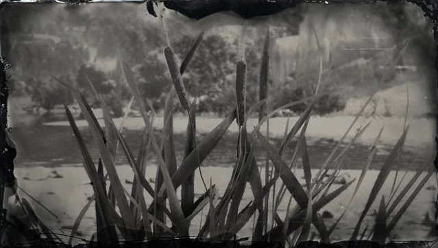 Common Bulrush | Red Dead Wiki | Fandom