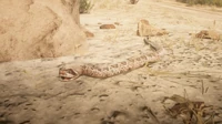 Snake (RDR 2) | Red Dead Wiki | Fandom