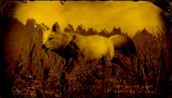 Legendary Ota Fox | Red Dead Wiki | Fandom