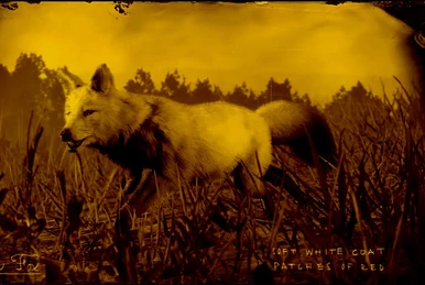 marble fox rdr2