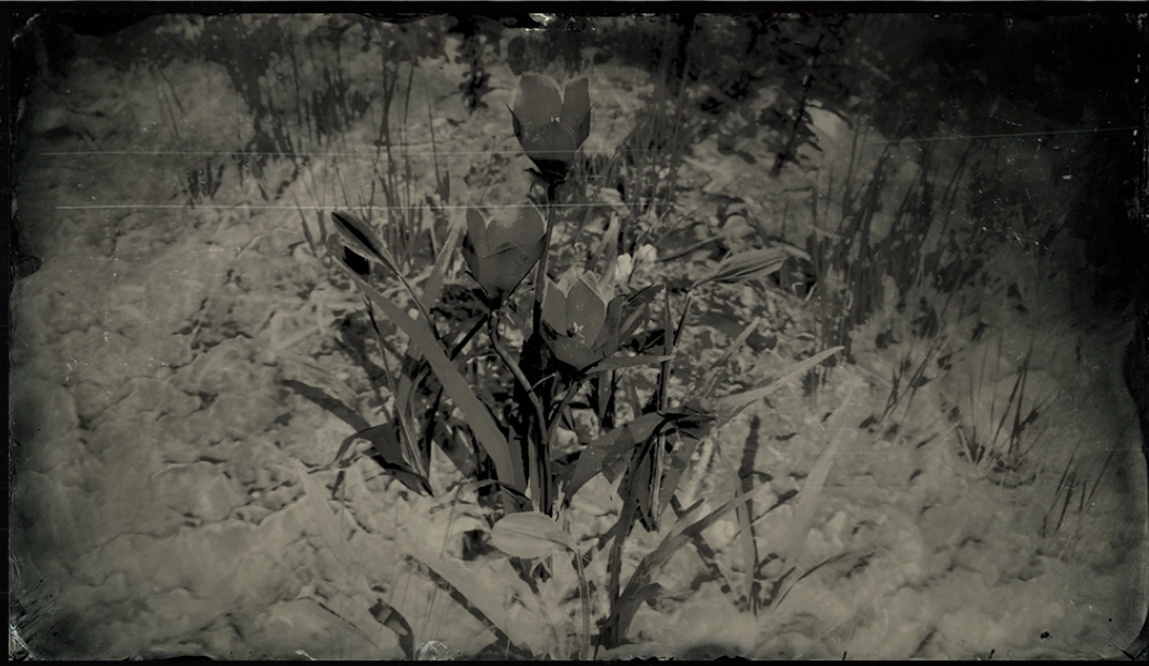 Violet Snowdrop (RDR 2) | Red Dead Wiki | Fandom