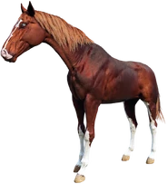 Turkoman | Red Dead Wiki | Fandom