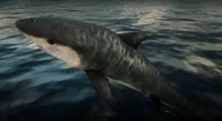 Shark | Red Dead Wiki | Fandom