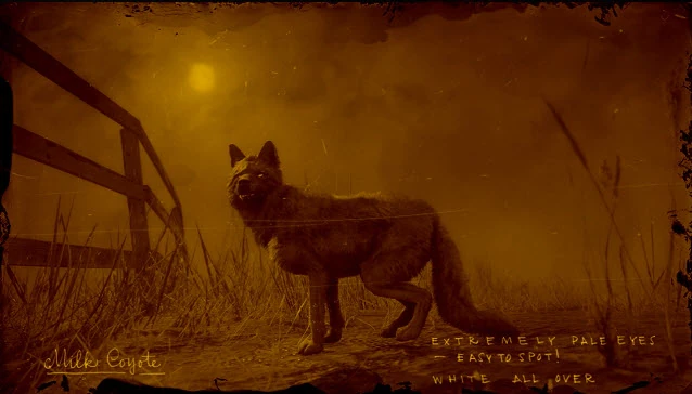 Coyote With Orange Eyes