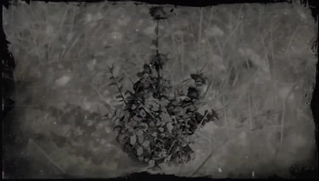 Desert Sage | Red Dead Wiki | Fandom