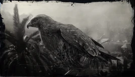 Hawk (RDR 2) | Red Dead Wiki | Fandom