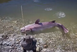 Giant Channel Catfish Rdr2