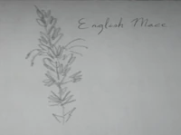 English Mace | Red Dead Wiki | Fandom