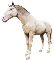 Kladruber | Red Dead Wiki | Fandom