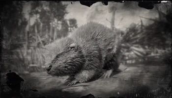 Beaver (RDR 2) | Red Dead Wiki | Fandom