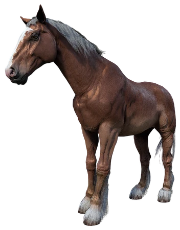 Belgian Horse Breed