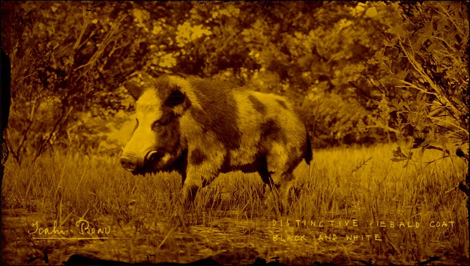 Legendary Icahi Boar | Red Dead Wiki | Fandom