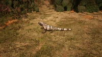 Gila Monster | Red Dead Wiki | Fandom