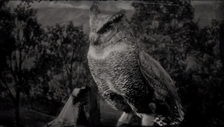 Owl (RDR 2) | Red Dead Wiki | Fandom