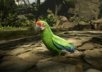 Parrot | Red Dead Wiki | Fandom