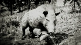 Giant Boar | Red Dead Wiki | Fandom