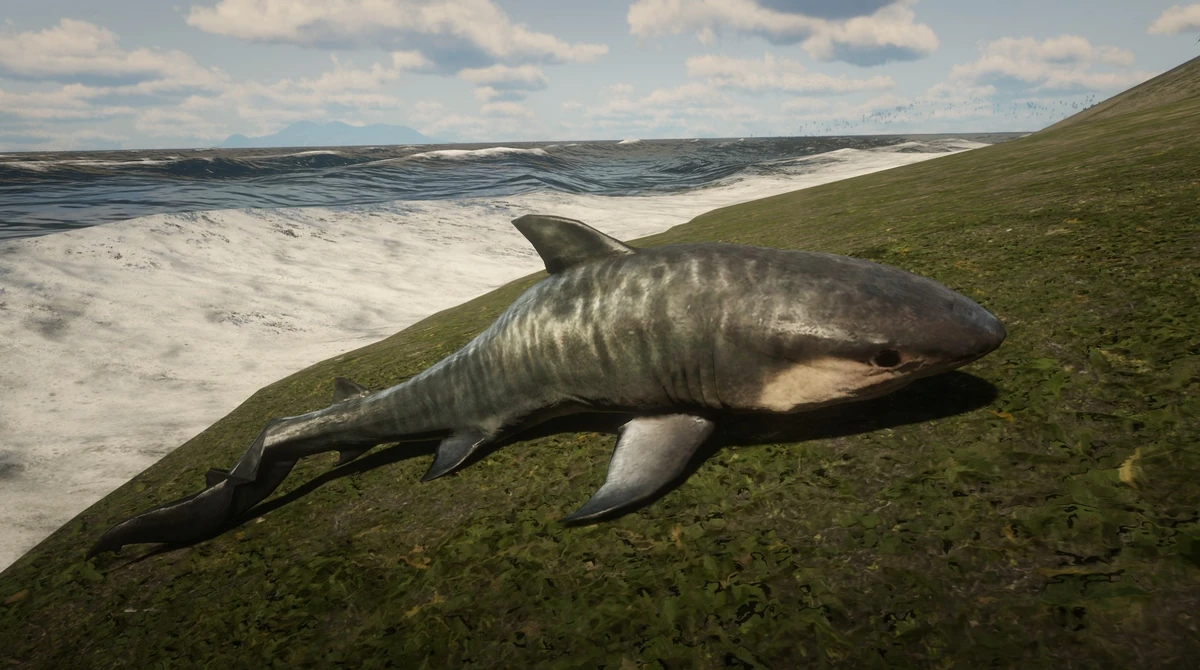 Shark | Red Dead Wiki | Fandom
