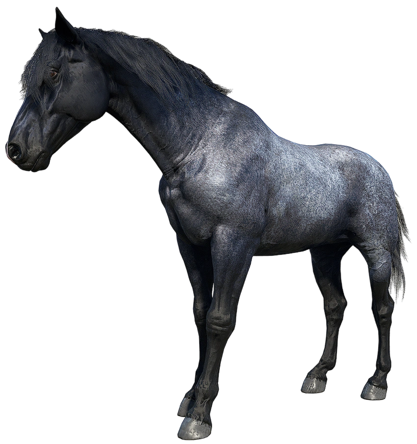 Wild Blue Roan Horse