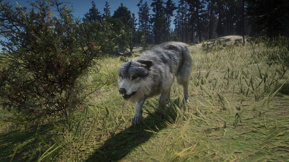 Wolf (RDR 2) | Red Dead Wiki | Fandom