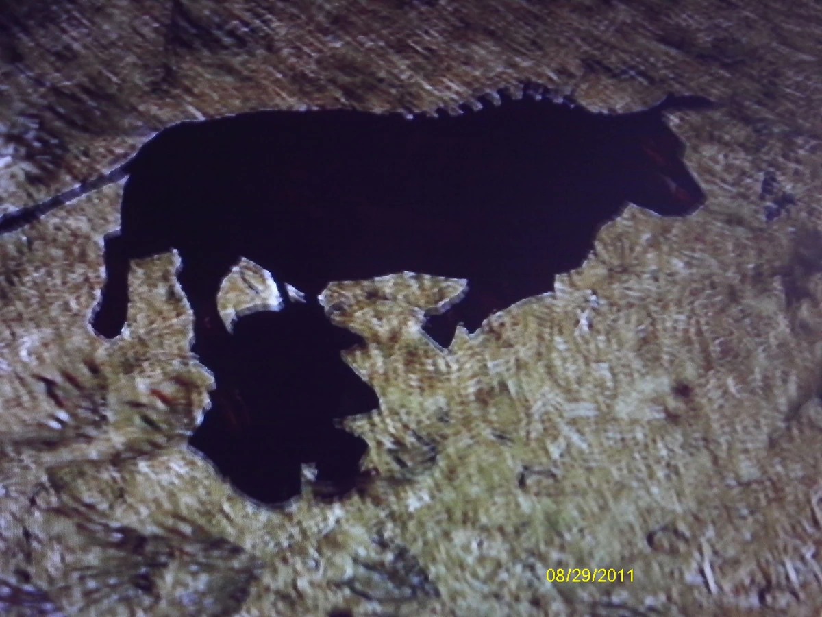 Undead Bull | Red Dead Wiki | Fandom