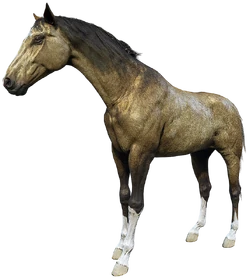 Turkoman Horse