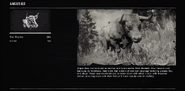 Oxen | Red Dead Wiki | Fandom