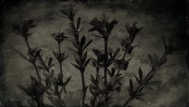 Creeping Thyme | Red Dead Wiki | Fandom