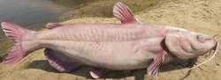 Giant Channel Catfish Rdr2