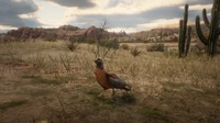 Quail | Red Dead Wiki | Fandom