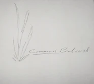 Common Bulrush | Red Dead Wiki | Fandom