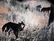 Wolf | Red Dead Wiki | Fandom
