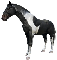 Hungarian Half-bred (RDR 2) | Red Dead Wiki | Fandom