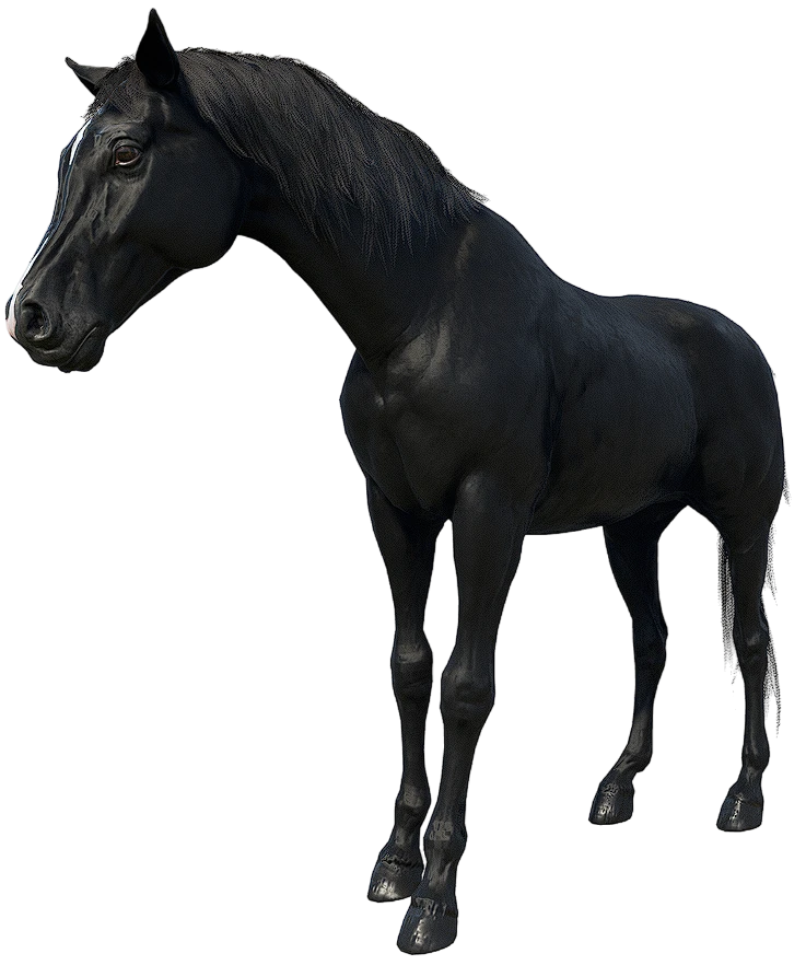 Black Arabian Horse Images