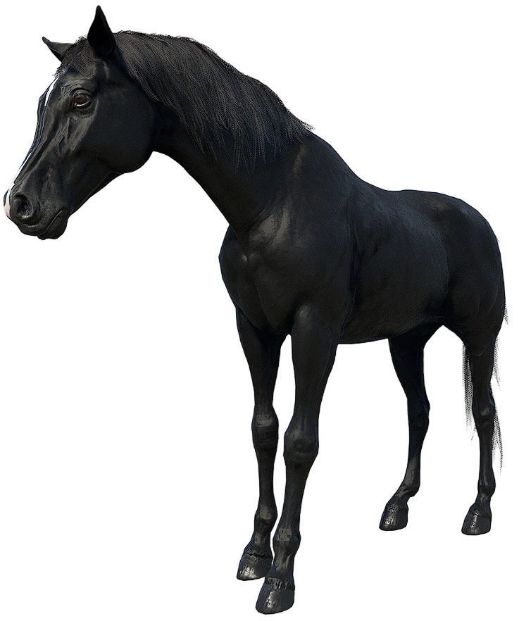 Light Bay Arabian Horses