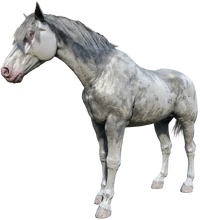 Nokota | Red Dead Wiki | Fandom