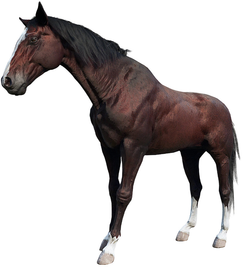 Bay Thoroughbred Horses