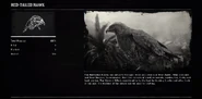 Hawk (RDR 2) | Red Dead Wiki | Fandom
