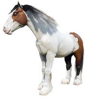 Gypsy Cob | Red Dead Wiki | Fandom