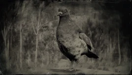 Pigeon | Red Dead Wiki | Fandom