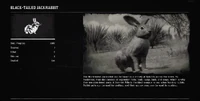 Rabbit | Red Dead Wiki | Fandom